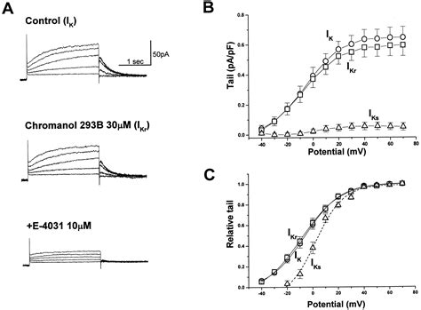 Short And Long Term Effects Of Amiodarone On The Two Components Of Cardiac Delayed Rectifier K