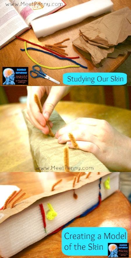 A Model Of The Skin With Lesson Meet Penny Human Body Lesson Human Body Science Human Body