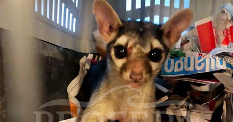 Cdmx Capturan A Cacomixtle Robando Comida En Una Tienda De Mascotas