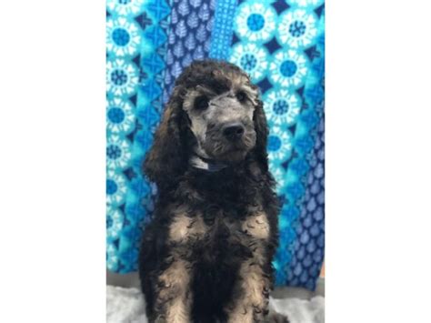 Standard Poodle Small Animal Red Id21650 Located At Petland Batavia