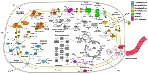Insight Into The Evolution Of Microbial Metabolism From The Deep