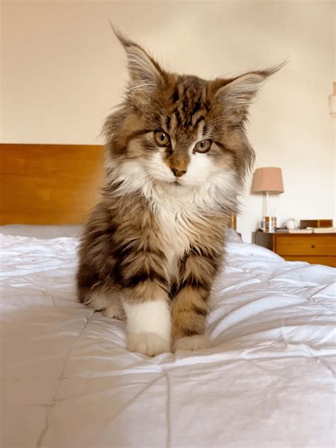 20 Cutest Kittens Of The Week The Tiniest Fluffiest Criminals September