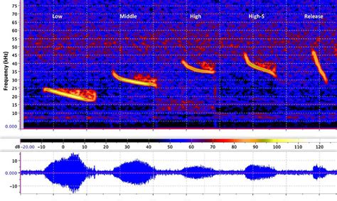 Sonogram And Oscillogram Of Five Echolocation Call Types Of Cynomops