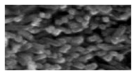 A Surface Morphology Of 5 Wt Mwcnt Mno2 Nanocomposite B Magnified