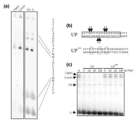 Methylation Interference Assay Of The Up Site A Nuclear Proteins