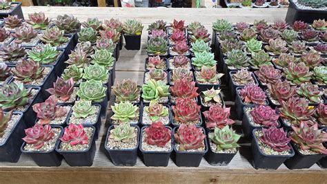 💝판매완료💝 11월1일 이삐다육 이름없이 이쁜 아가들 실시간방송 최대80 할인판매 귀둥이 선별 특가판매 Youtube