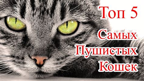 Топ 5 Самые пушистые кошки в мире Породы шикарных кошек Youtube