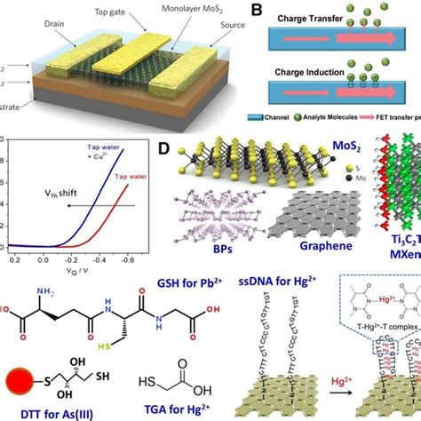 A Schematic Diagram Of The Hg²⁺ Sensing With Ssdna Probe In The Fet