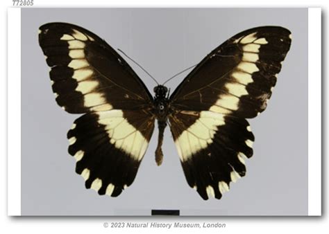 Papilio C Cyproeofila A Butler 1868