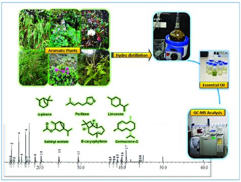experimental design for the gc ms analysis of essential oils the