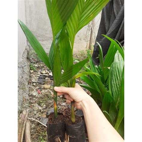 CÂy GiÔng Cau LÙn ChuẨn Cau TỨ QuÝ F1 TrỒng 1 NĂm Cho QuẢ Shopee Việt Nam