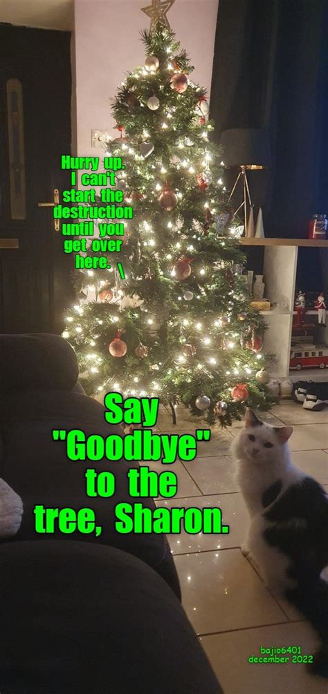 IT WAS DOOMED BEFORE YOU EVEN PUT IT UP Lolcats Lol Cat Memes Funny Cats Funny Cat