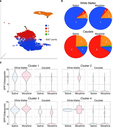 Microglia In White Matter And Caudate A UMAP With Graph Based