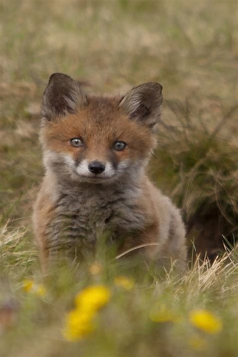 Cute Fox Cub 640 X 960 Iphone 4 Wallpaper