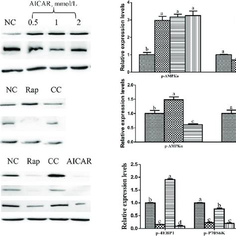 Interaction Of Mammalian Target Of Rapamycin Complex 1 MTORC1 And