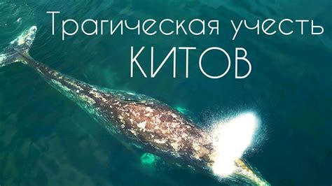 Чукотка на край земли на яхте Кладбище китов и доисторическая