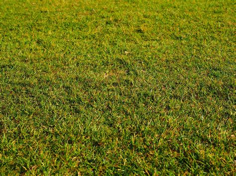 The Best Grass Types For Creating A Drought Tolerant Lawn The Garden And Patio Home Guide