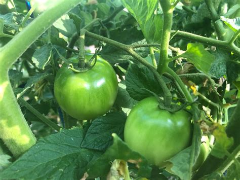Sacramento Digs Gardening Dig In Garden Checklist For Week Of June 16