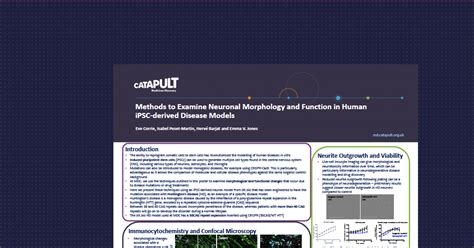 Neuronal Morphology And Function In Human