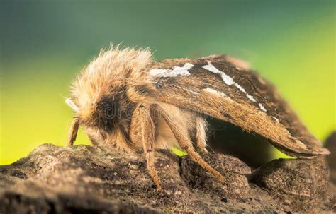 Common Swift Moth Korscheltellus Lupulina Stock Image Image Of Mori