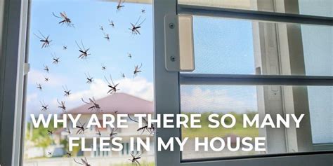 Why Are There So Many Flies In My House Get Rid Of House Flies