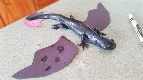 Everyone Says That My Morphed Axolotl Looks Like Toothless Happy