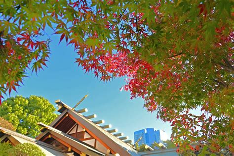 こんにちは。東京大神宮です。 ＊ 12月7日（土）は二十四節気のひとつ「大雪（たいせつ）」。北風が吹きすさび、山々だけでなく平地にも雪が降り