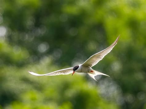 Premium Photo Common Tern In Flight Against A Background Of Greenery