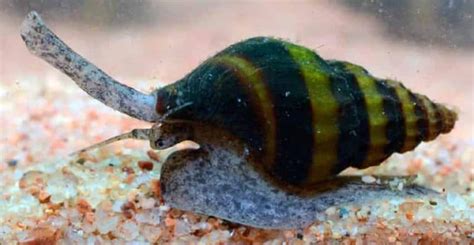 Assassin Snail Detailed Guide Care Diet And Breeding Shrimp And Snail Breeder