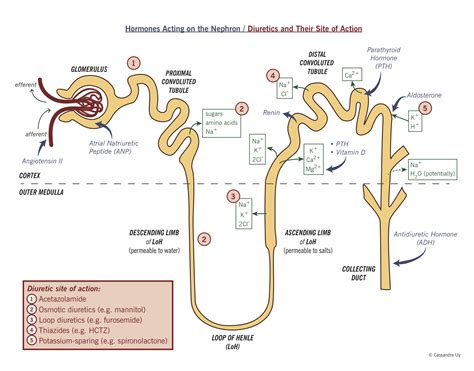 Diuretics And Renal Hormones McMaster Pathophysiology Review