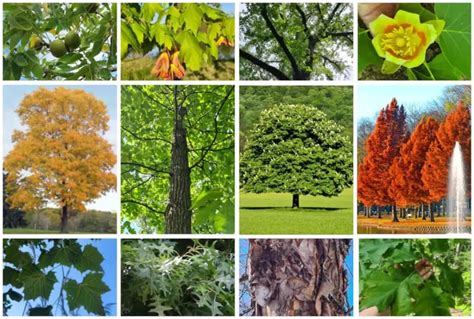 14 Evergreen Trees To Grow In Kentucky Small And Large