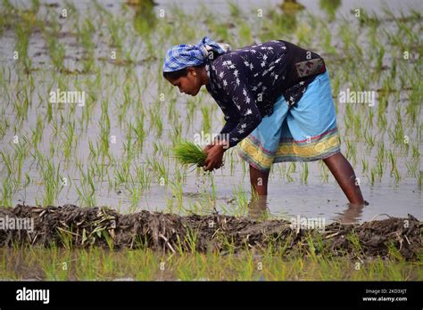 Women Plant Rice Saplings At A Paddy Field In Nagaon District Of Assam