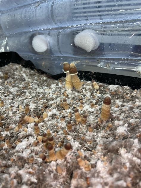 [actives] B Mutation R Mushroomgrowers