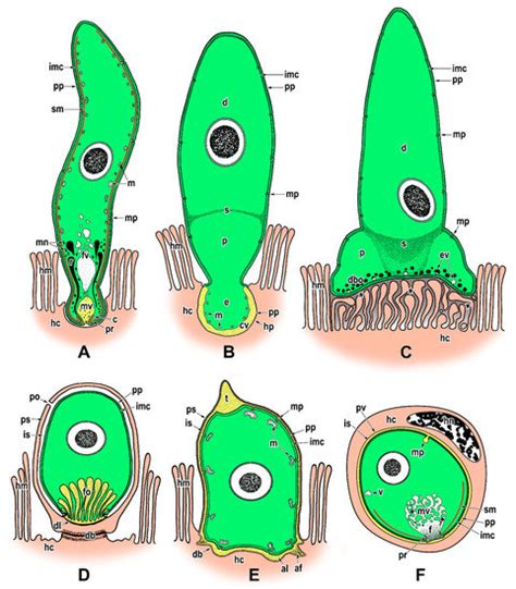 Microorganisms Special Issue Parasitic Protists Diversity Of