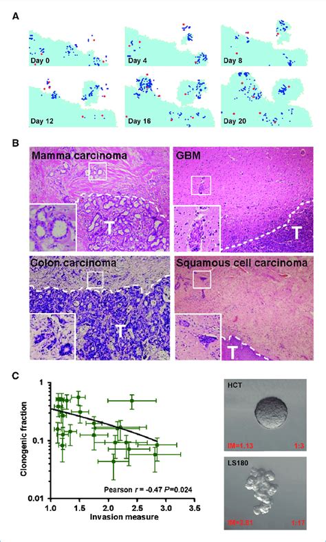 Invasive Behavior In Silico In Vivo And In Vitro A Close Up Of