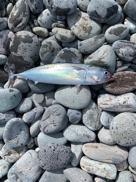 Boz さんの 2024年07月18日のソウダガツオの釣り・釣果情報静岡県 片浜海岸 アングラーズ 釣果600万件の魚釣り情報サイト