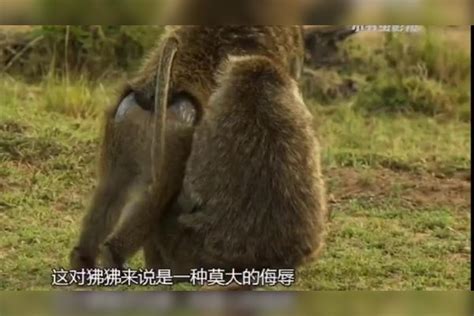 小狒狒在母狒狒怀里，为了保护孩子不惜付出生命，最后结果？保护结果孩子