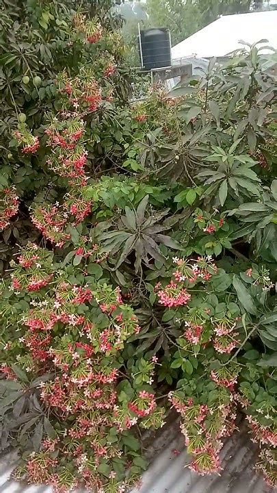 কি সুন্দর মাধবীলতা ফুল Youtube