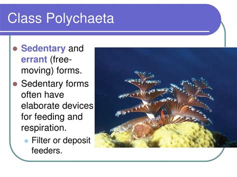Ppt Segmented Worms Powerpoint Presentation Free Download Id293854