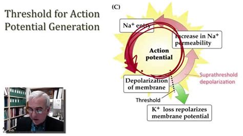 206 Ionic Basis Of The Action Potential Pt 3 Mp4 Addspeaker