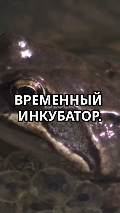 Лягушка которая рожает через рот 😮 Youtube