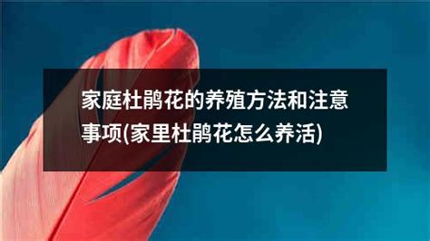 家庭杜鹃花的养殖方法和注意事项 家里杜鹃花怎么养活 养花经验