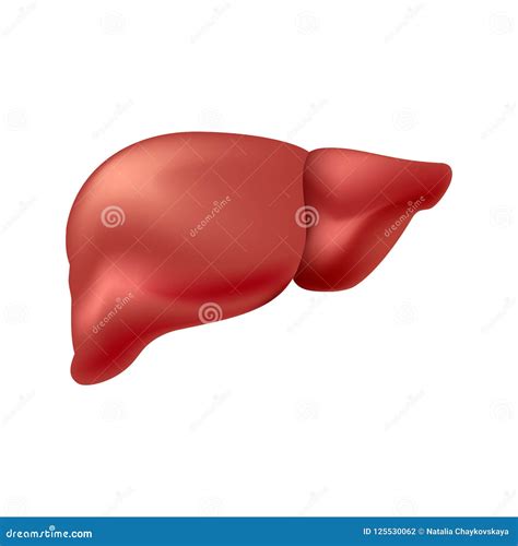 A Healthy Human Liver Isolated On White Background Stock Illustration