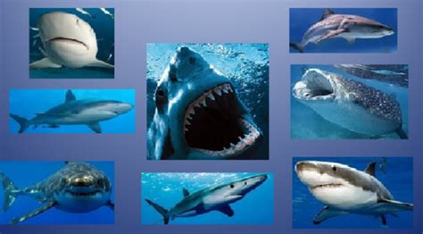 Especies De Tiburones Nuestroclima