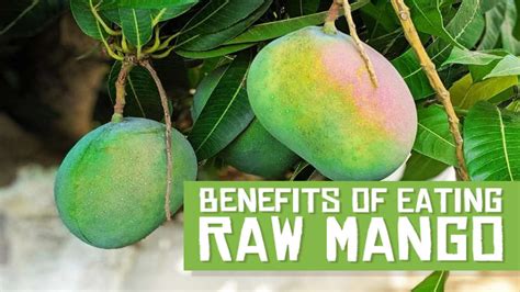 10 Health Benefits Of Raw Or Green Mango Side Effects And Healthy