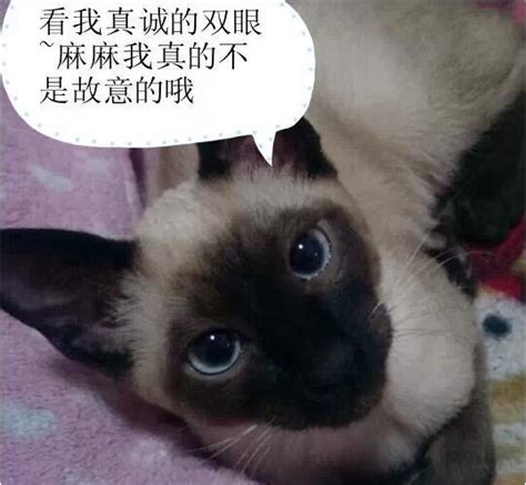 主人不理喵星人 感覺不會再愛了 每日頭條