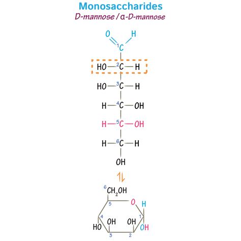 Biochemistry Glossary Monosaccharides Ditki Medical And Biological