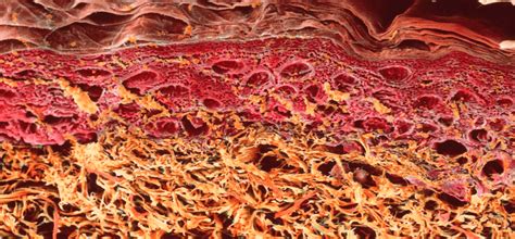 La Peau Et Les Muqueuses 7 1st Grade Quiz Wayground Formerly Quizizz