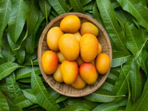This Mango Leaves Concoction Promises To Cure Diabetes Times Of India