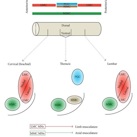 A Schematic Depicting Columnar Arrangement Of Motor Neuron Subtypes In